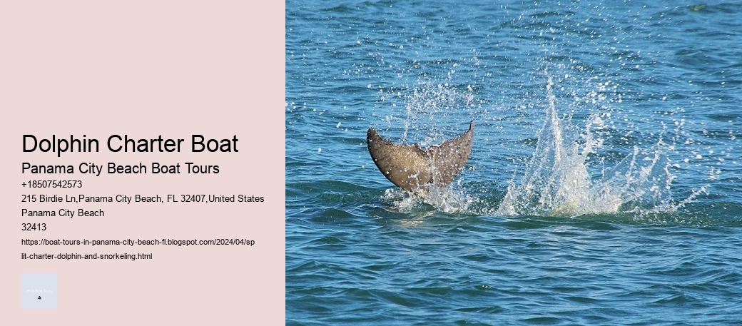 Dolphin Charter Boat