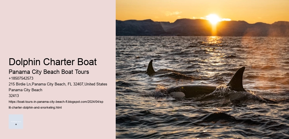 Dolphin Charter Boat